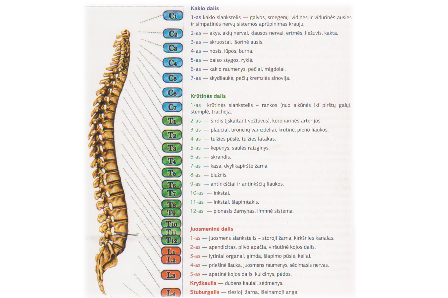 Sveikatingumo metodai :: Taškinis masažas